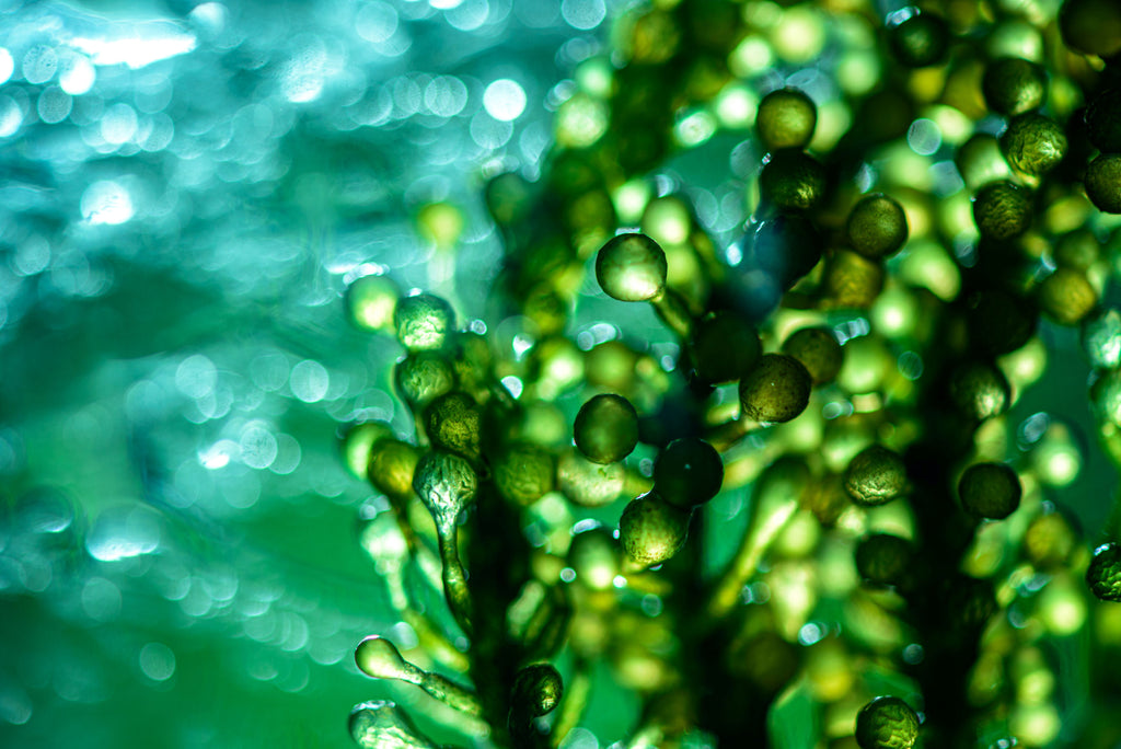 Algae Oil Vs. Flaxseed Oil: What’s the difference? | Vivo Life – Vivo ...